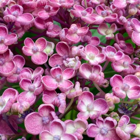 Hydrangea Schroll Popcorn Candy 140mm The Jungle Collective