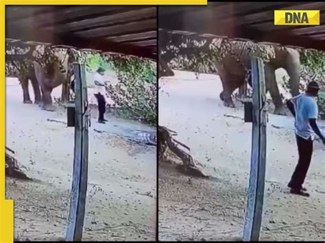 Viral Video Elephant Gently Signals Man To Step Aside Internet Reacts