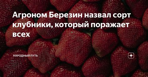 Агроном Березин назвал сорт клубники который поражает всех Народный путь Дзен