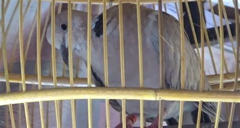 Mitos Burung Puter Si Pembawa Rezeki Terutama Yang Mata Merah Wajib