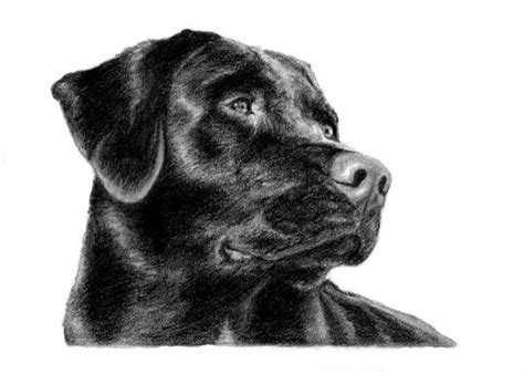 8x10 Black Lab Labrador Hunde Skizze Haustier Portrait Druck Etsy De