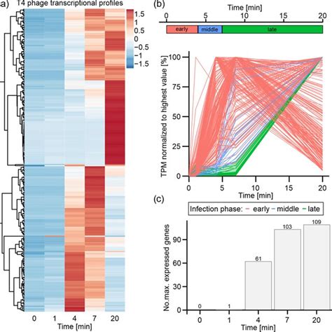 Expression And Classification Of T4 Phage Genes During Infection Of E Download Scientific