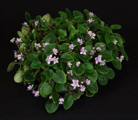 Saintpaulia ‘robs Boolaroo Gesneriad Reference Web