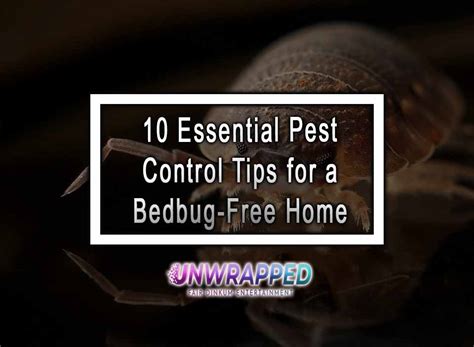 10 Essential Pest Control Tips For A Bedbug Free Home