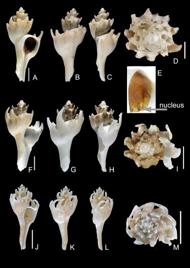 Femorale Shells On Twitter Three New Species Of Muricidae