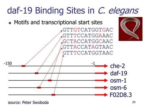 Ppt Regulatory Motif Finding Powerpoint Presentation Free Download Id5192198