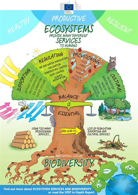 Impact Of Human Activities On The Ecosystems