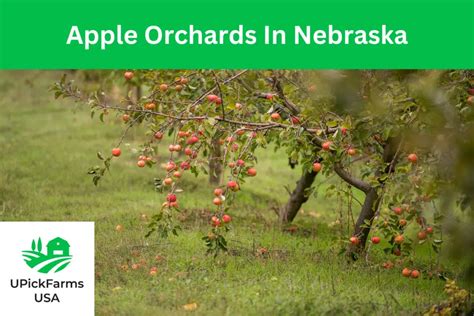 Apple Picking In Nebraska 11 Orchards You Must To Visit