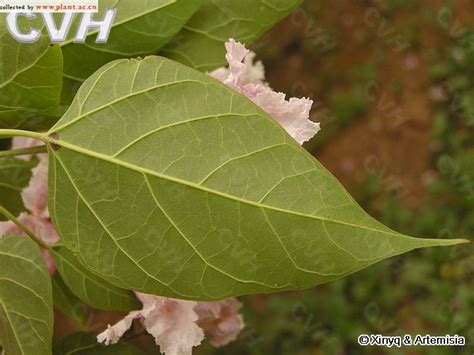 Catalpa Fargesii Bur