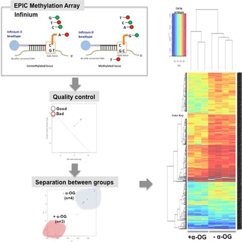 Experimental Scheme Describing Epic Dna Methylation Profiling And The Download Scientific