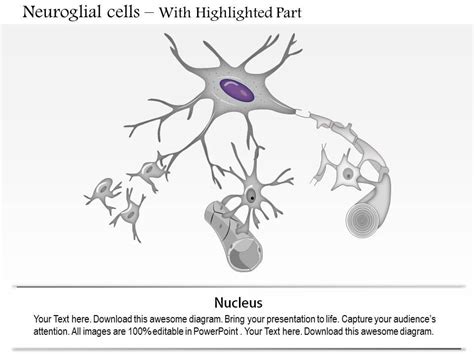 Astrocyte Cell Diagram