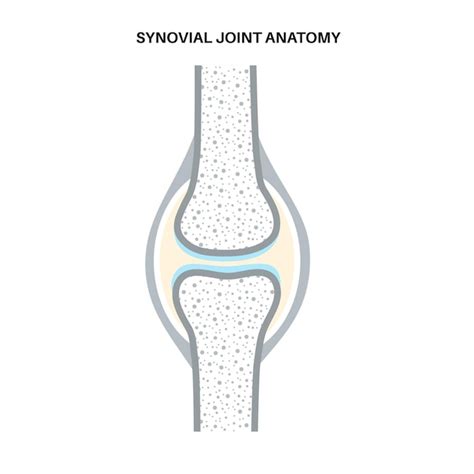 Premium Vector Synovial Joint Poster