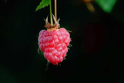 Raspberry Canes Not Growing Tricks To Promote Growth Home Garden