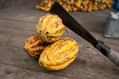Premium Photo Cocoa Pod On The Cacao Tree Fresh Yellow Cocoa Pod