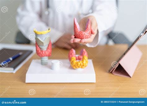 Doctor With Human Thyroid Anatomy Model And Tablet Hyperthyroidism Hypothyroidism Hashimoto
