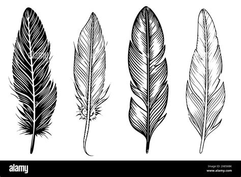 Set Of Feather Engraved In Sketch Style Isolated On White Background