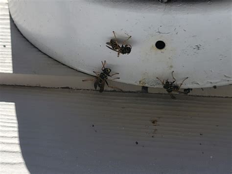 Echelon Pest Control
