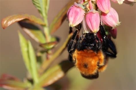 Bombus Dahlbomii Benito Cortes Codexverde