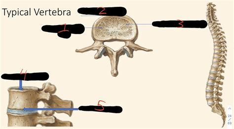 Typical Vertebrae Diagram Quizlet
