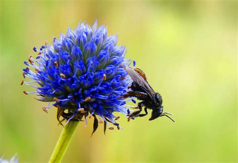 Ocho trucos y consejos prácticos de fotografía macro