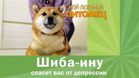 ШИБА ИНУ СИБА ИНУ особенности содержания характер воспитание