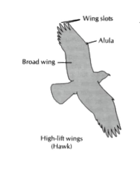 Nature Museum Facts Of Flight