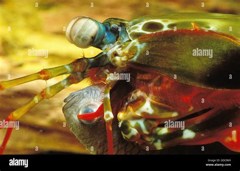 Peacock Mantis Shrimp Odontodactylus Scyllarus Eating A Fish Stock