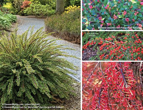 Best Flowering Shrubs With Multiseason Interest Garden Gate