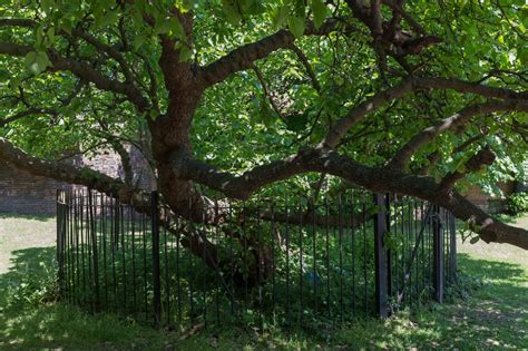 Black Mulberry Tree