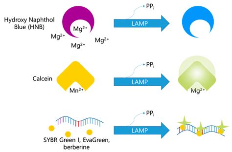 Biosensors Free Full Text Principles And Applications Of Loop Mediated Isothermal