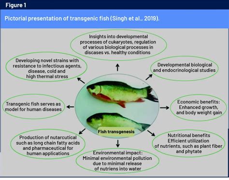 The Genetic Frontier How Transgenic Fish Are Revolutionizing