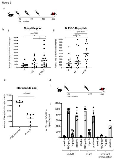 Sars Cov 2 Spike Rbd And Nucleocapsid Encoding Dna Vaccine Elicits T