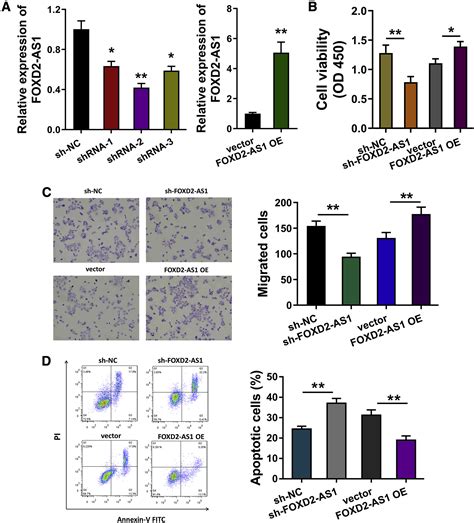 M6a Methyltransferase Mettl3 Mediated Lncrna Foxd2 As1 Promotes The