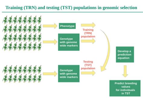 数学代写统计机器学习作业代写statistical Machine Learning代考genomic Selection 代写 代考