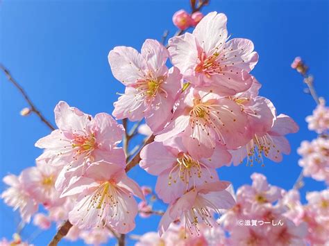 【大津市】ソメイヨシノより早く開花する「初御代桜」が週末満開になりそうです 滋賀つーしん