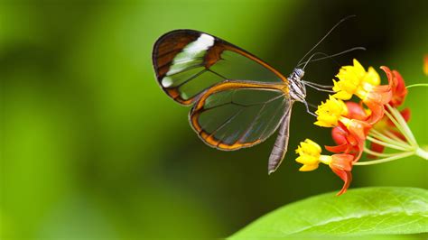 Butterfly 4k Wallpapers Top Free Butterfly 4k Backgrounds