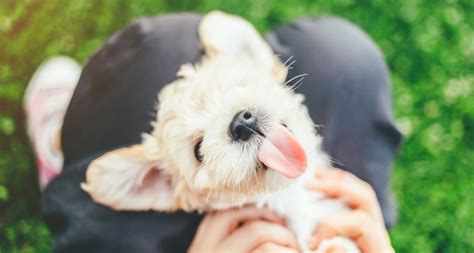 What Puppies Dont Grow