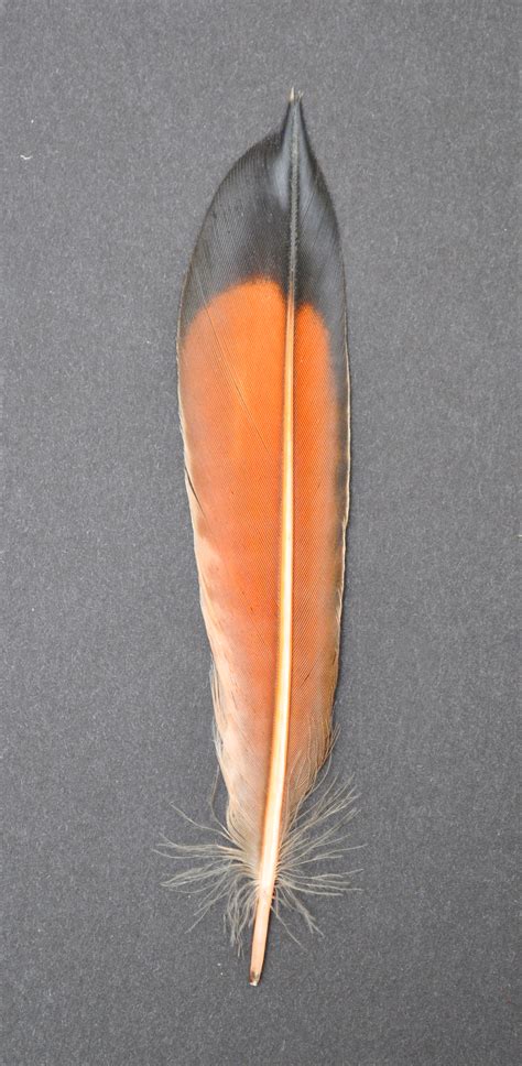 The Feather Atlas Feather Identification And Scans Us Fish And
