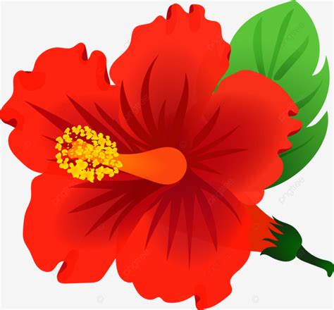Malaysia Hibiscus Flower Flower Hibiscus Red Png And Vector With