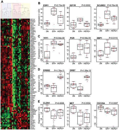 Biological Validation Of The Breast Cancer Gene Expression Assay Using