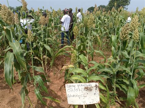 Farmers Introduced To New Dual Purpose Sorghum Variety Access Agric