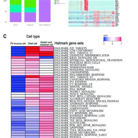 The Heterogeneity Of The Malignant Epithelial Cell Subtypes In Gc A