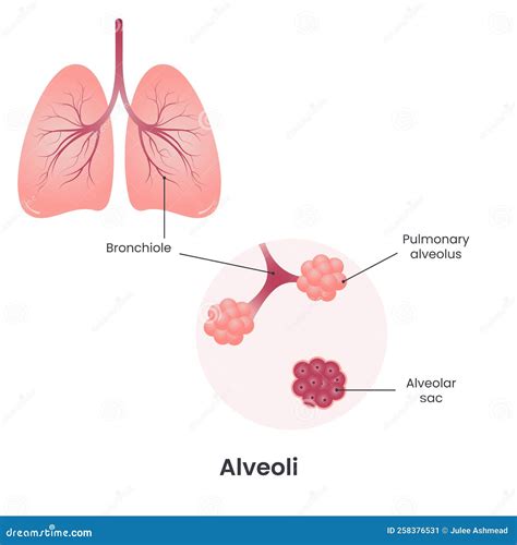 Alveoli Diagram Lungs Vector Illustration Graphic Stock Vector
