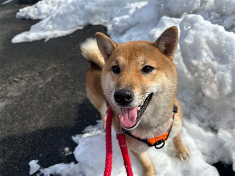 今日も可愛いわんこ達 那須ハイ＆りんどう湖 保護犬活動日記