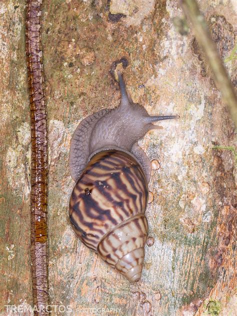 Tree Snail Tremarctos