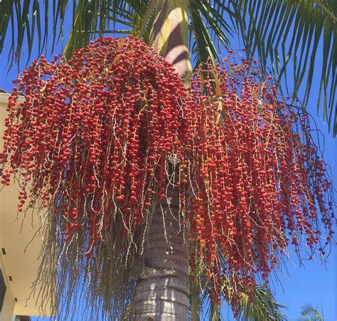 King Palm Santa Barbara Beautiful