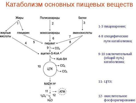 Различают 4 вида субстратной специфичности ферментов: