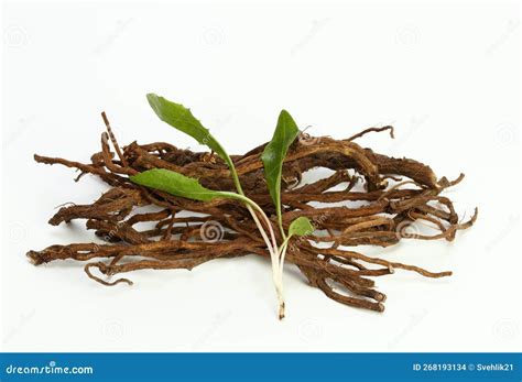 Organic Dried Roots Of Dandelion Taraxacum Officinale Traditional