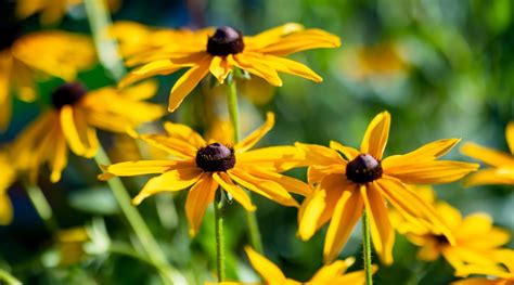 31 Perennials You Should Try Planting This Fall