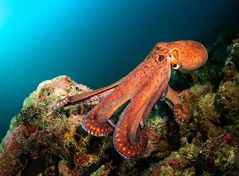 15 Astonishing Octopus Facts About These Intelligent Invertebrates